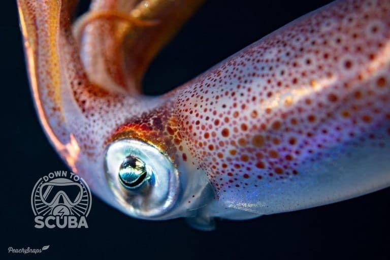 Q&A with an UW Photographer - DOWN TO SCUBA