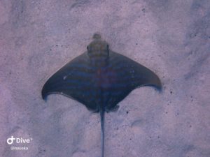 Guide to Bull Rays (Aetomylaeus bovinus) - DOWN TO SCUBA